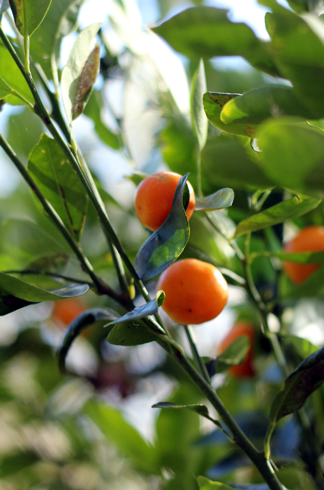 Enjoy: Cumquats - Green Tea & Treacle